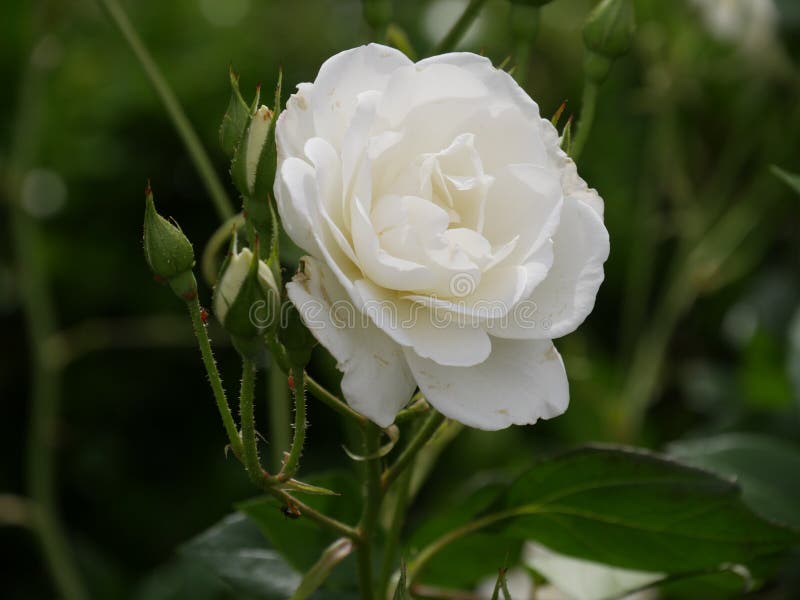 Single White Rose, Blooming Stock Image - Image of celebration, macro ...