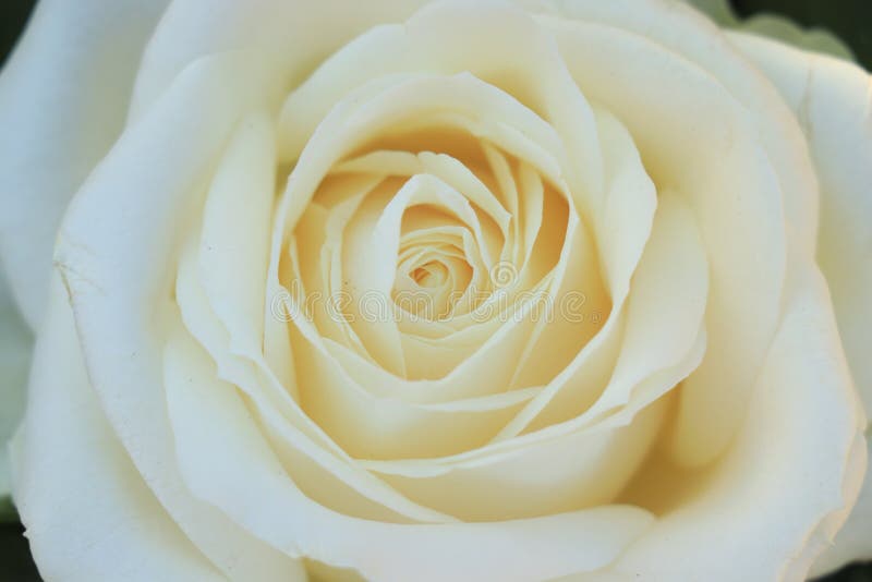 Single white rose stock photo. Image of flora, roses - 193159736