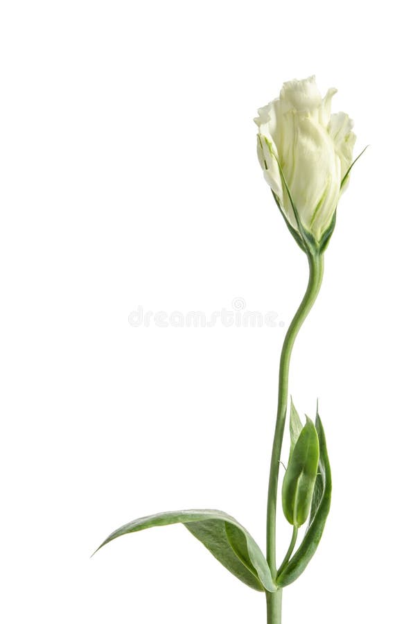 Single white Rose stock image. Image of single, avalanche - 47198859