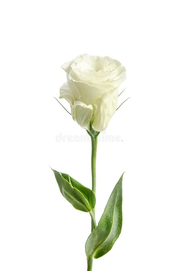 Single white Rose stock image. Image of single, avalanche - 47198859
