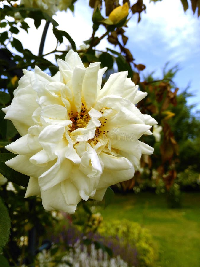 Single white rose flower stock photo. Image of contrast - 87477880