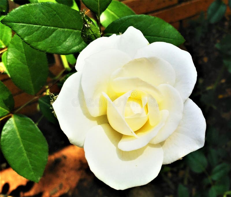 Single White Rose in a Garden Stock Photo - Image of petal, mothers ...