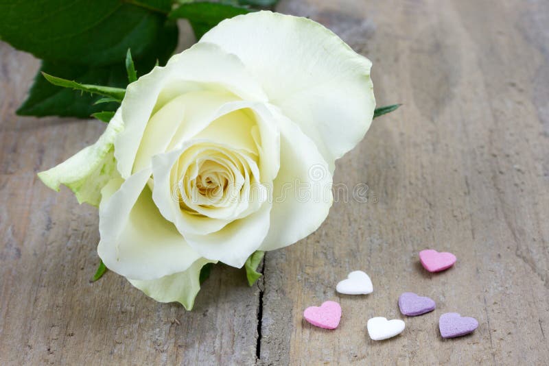 Single White Rose with Heart Candies Stock Photo - Image of love, candy ...