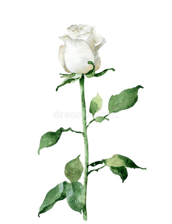 Single White Rose Isolated on White Background Stock Illustration ...