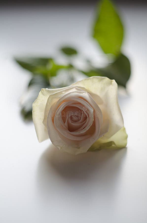 A Single White Rose Isolated on White Background Stock Image - Image of ...