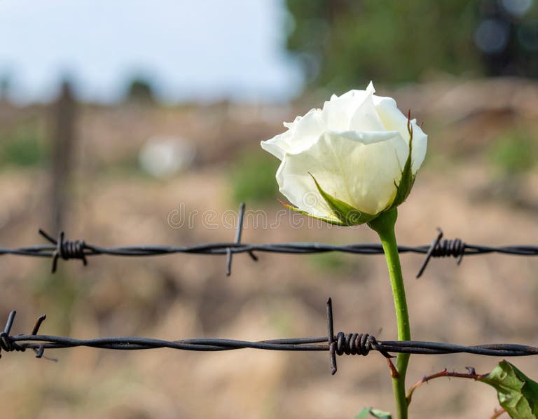 A Single White Rose Piercing through Barbed Wire on a Battlefield Stock ...