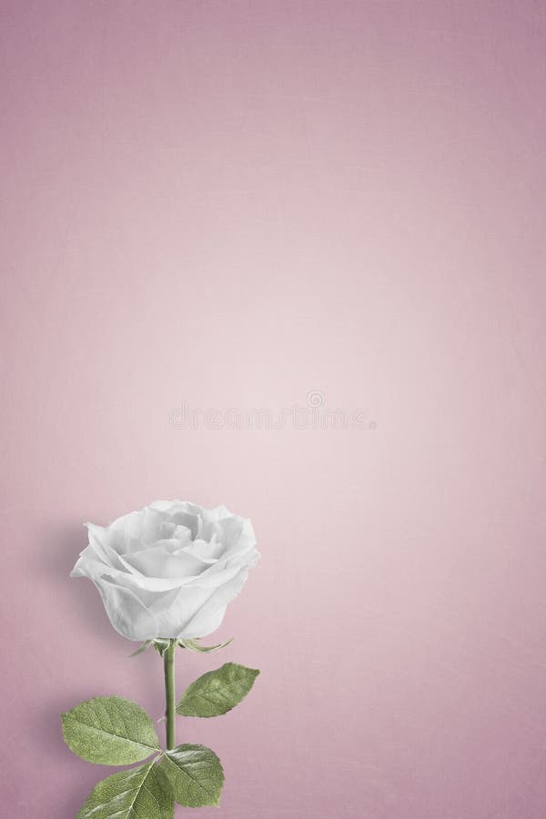 Single White Rose on a Plain Background with Space Stock Image - Image ...