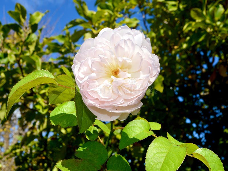 A Single White Rose in the Sunshine of the Garden. Stock Photo - Image ...