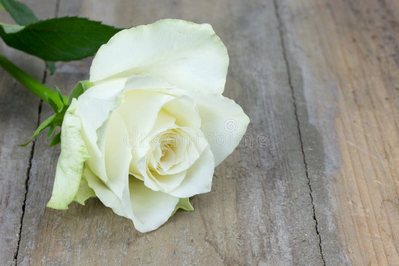 Single white rose stock image. Image of surface, gift - 35645831
