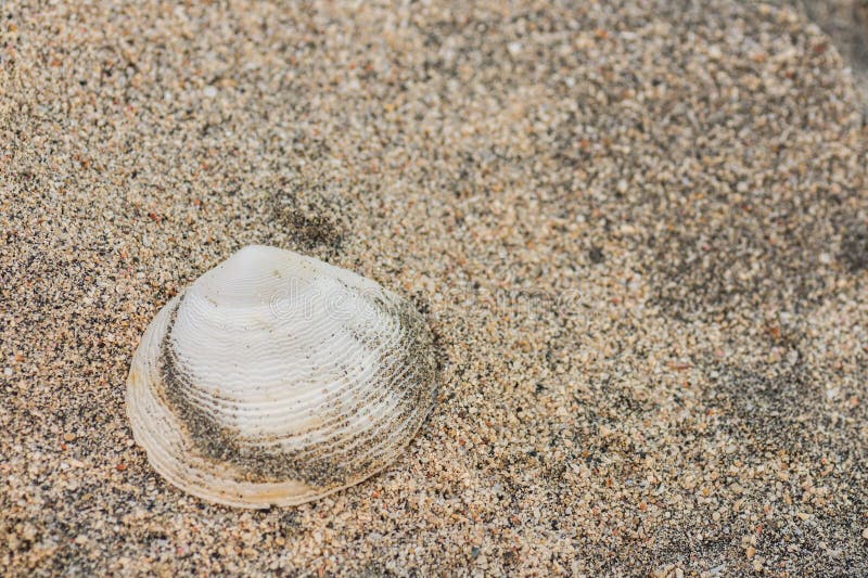 Single White Shell in the Sand from the Beach on Vacation Stock Photo ...
