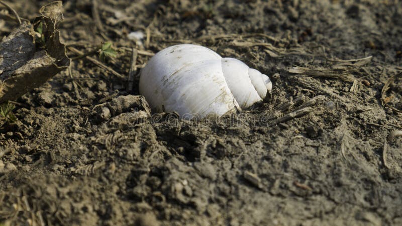 Single White Snail Shell in the Ground Stock Photo - Image of cochlea ...