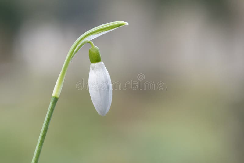 A single snowdrop stock photo. Image of white, cemetery - 137758094