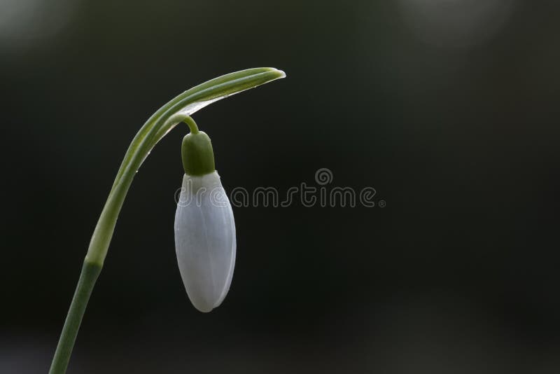 A single snowdrop stock photo. Image of white, southampton - 137759940