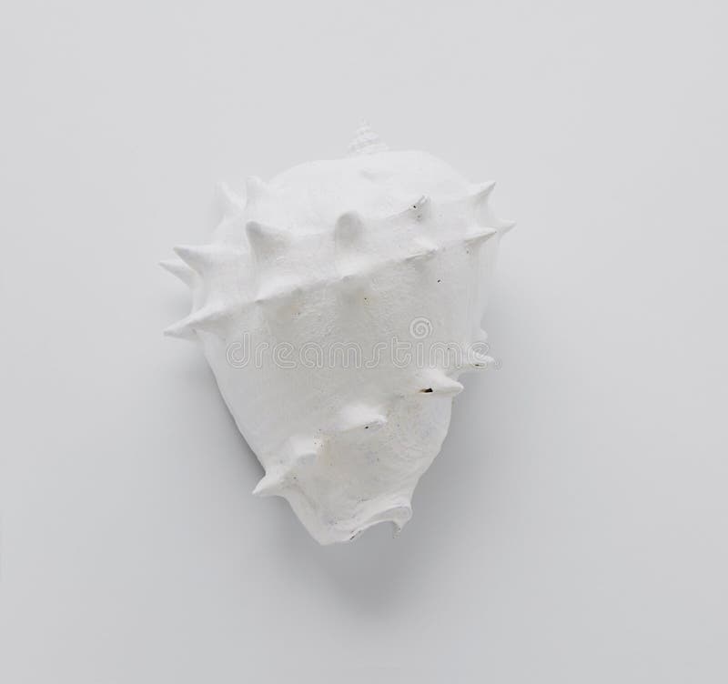Spiked seashell. stock photo. Image of natural, detail - 29065206