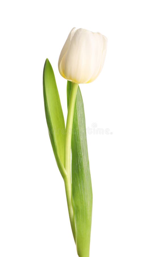 Single white spring tulip stock photo. Image of plant - 180052746