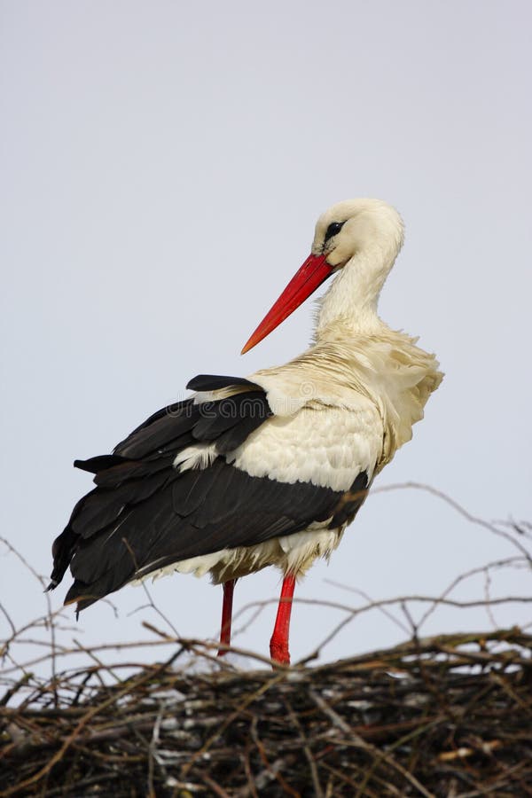 Single White Stork Bird on a Nest during the Spring Nesting Period ...