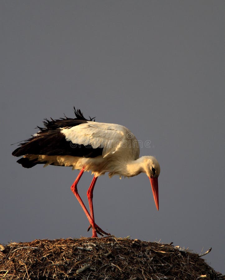 Single White Stork Bird on a Nest in Spring Nesting Season Stock Image ...