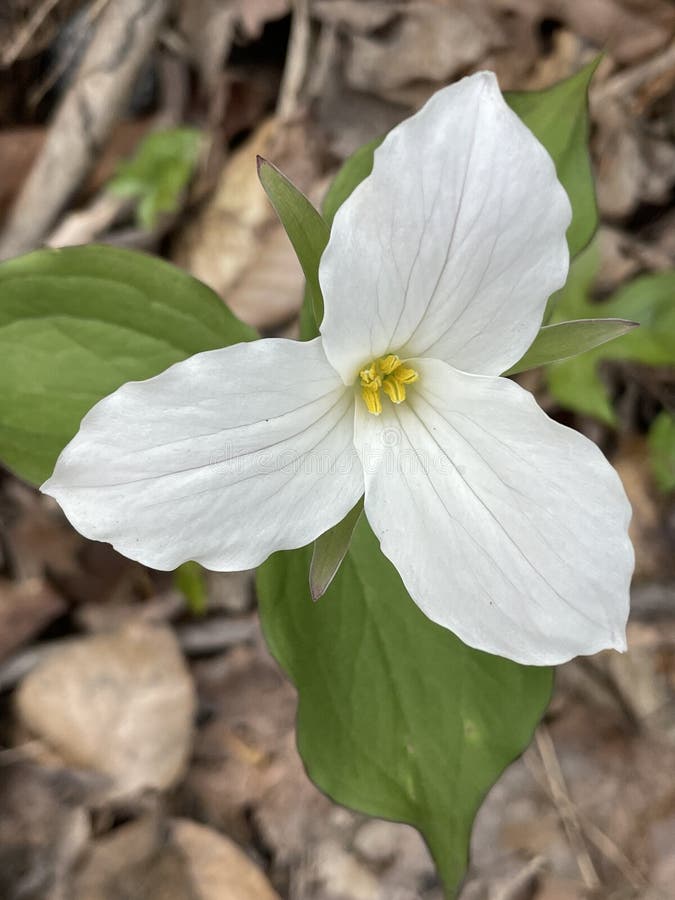 Intimate Single White Trillium Flower Stock Image - Image of natural ...