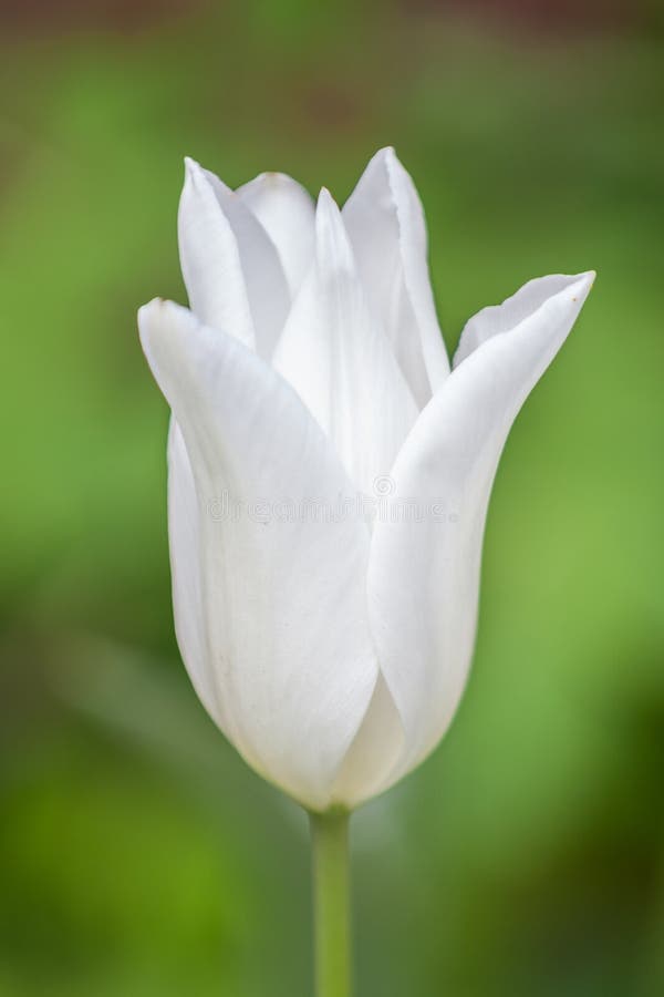Single white tulip stock image. Image of design, gift - 43636363
