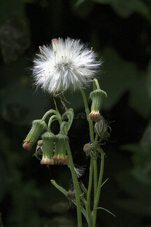 Single White Flower Stem Standing in a Garden. Stock Photo - Image of ...