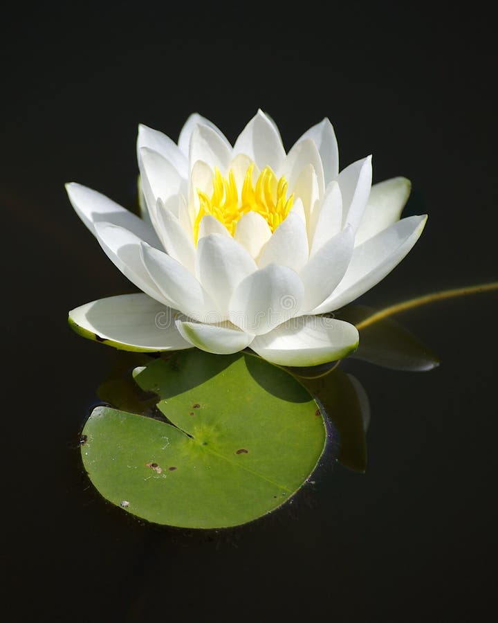 Single White Water Lily stock photo. Image of vertical - 6419398