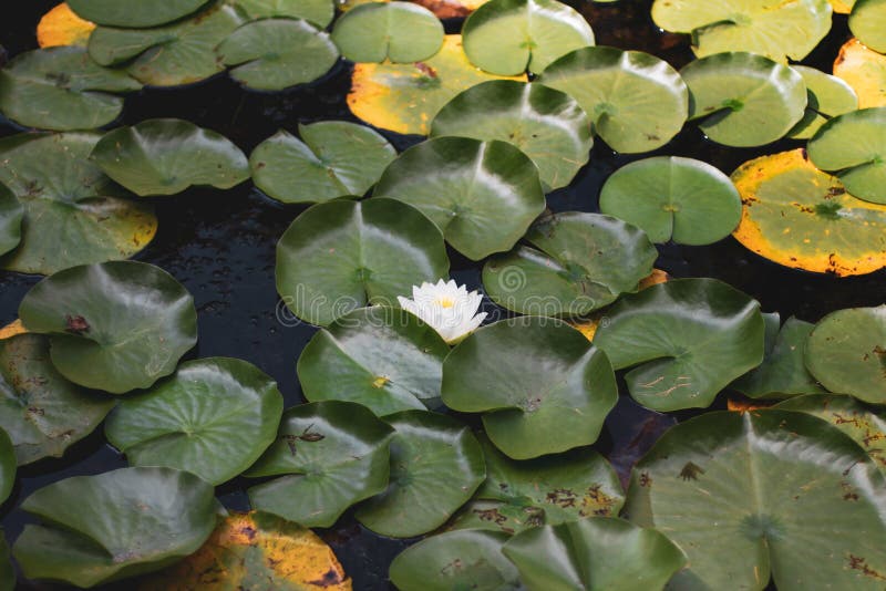 A Single White Water Lily Blooms among the Lily Pads Stock Image ...