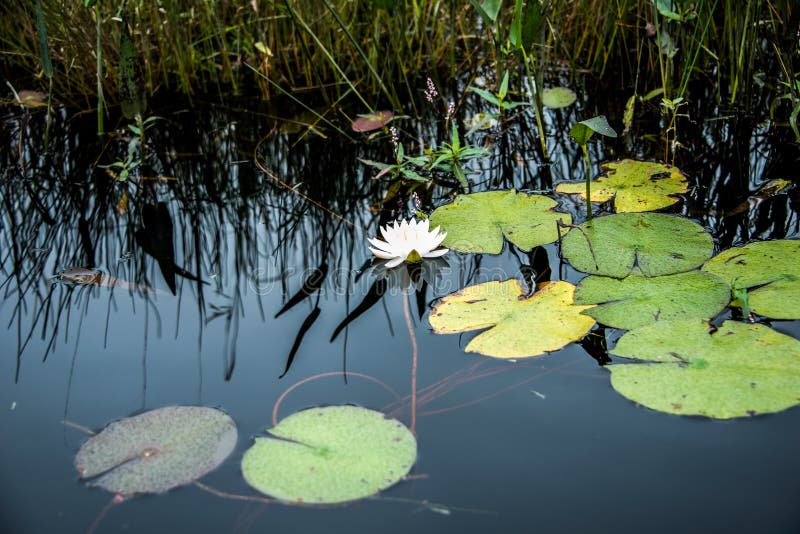 Single White Water-lily Floating in a Small Secluded Section of the ...