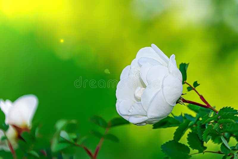 Single White Wild Rose Flower Stock Photo - Image of white, leaf: 172866802