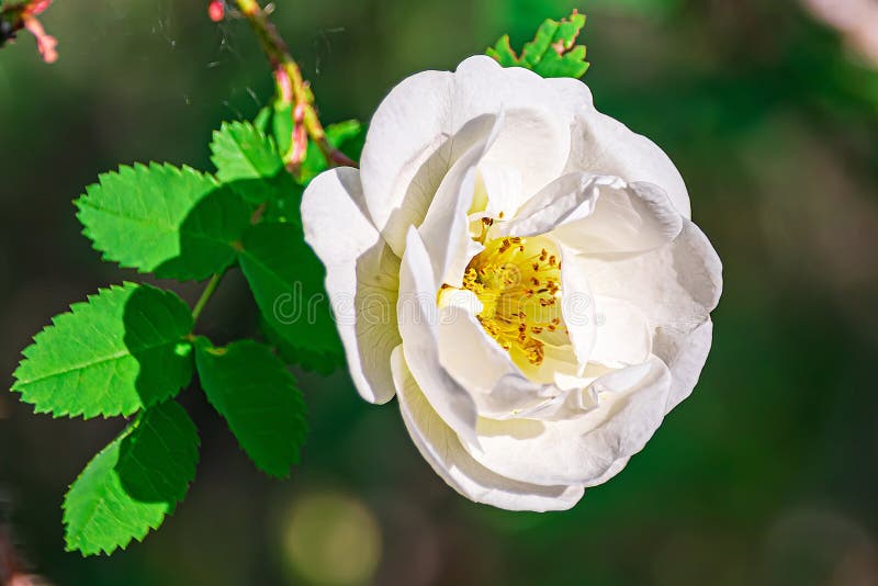 Single White Wild Rose Flower Stock Image - Image of flower, eglantine ...