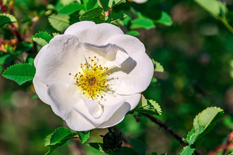 Single White Wild Rose Flower Stock Image - Image of white, beauty ...