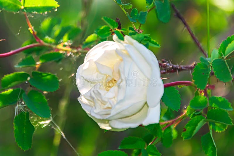 Single White Wild Rose Flower Stock Photo - Image of beautiful ...