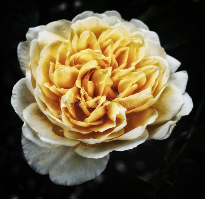 Single White and Yellow Rose Stock Image - Image of holiday, background ...