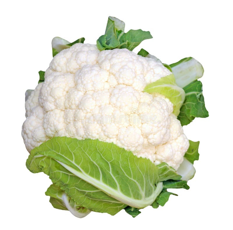 Single cauliflower stock photo. Image of ingredients, cauliflower - 8907836