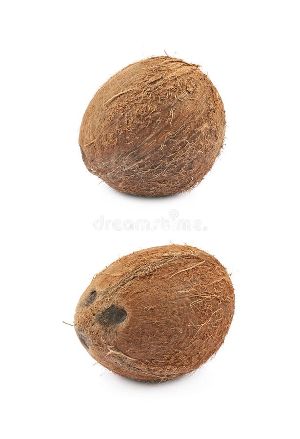 Single Whole Coconut Isolated Stock Image - Image of natural, plant ...