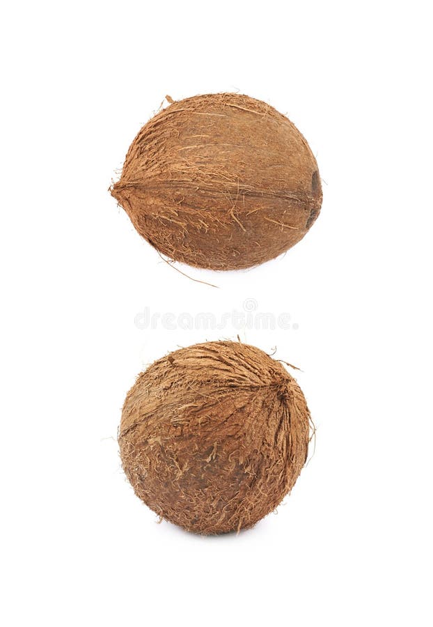 Single Whole Coconut Isolated Stock Photo - Image of hard, husk: 92585178