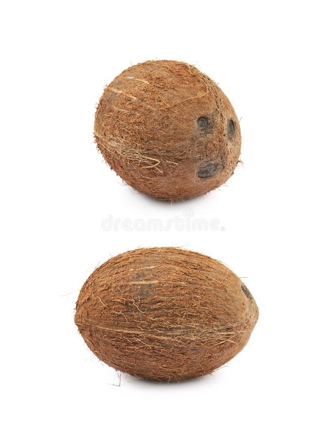 Single Whole Coconut Isolated Stock Image - Image of break, milk: 92937253