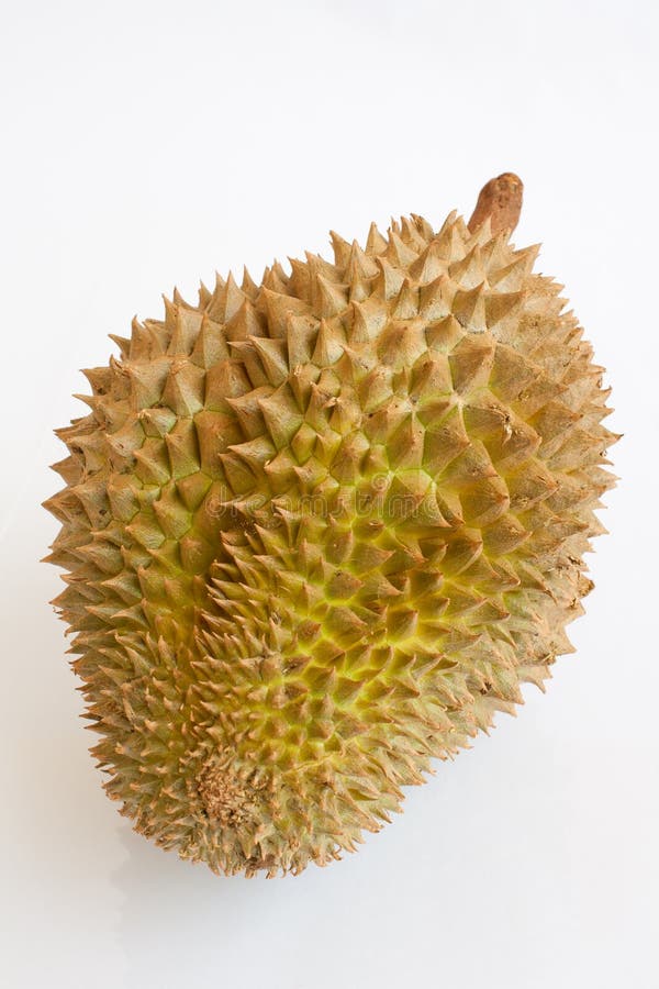 Single Whole Durian On White Background Picture. Image: 21589739