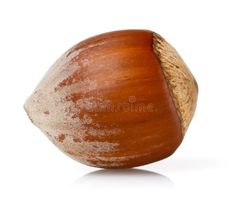Single hazelnut stock photo. Image of clean, seed, ingredient - 16891434
