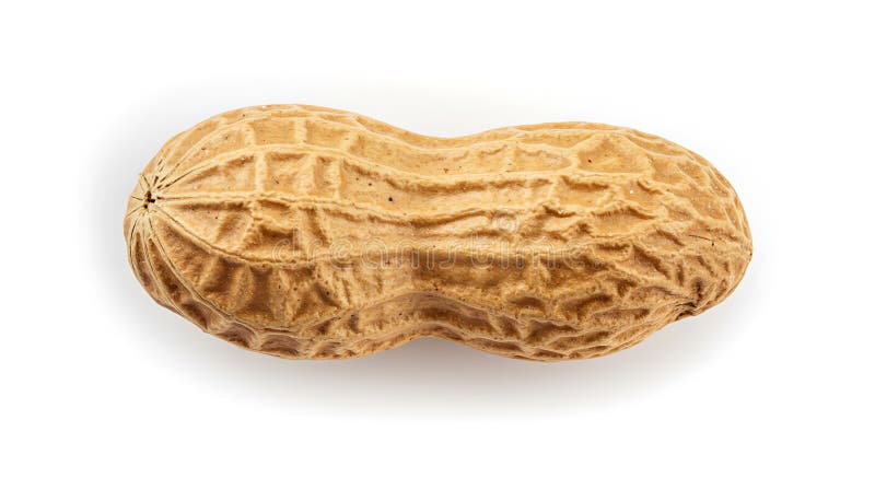 A Single, Whole Peanut in Its Shell is Displayed Against a White ...