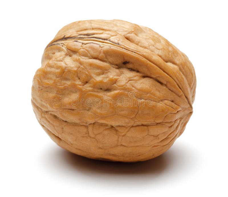 Single Whole Coconut on White Background Stock Photo - Image of hard ...