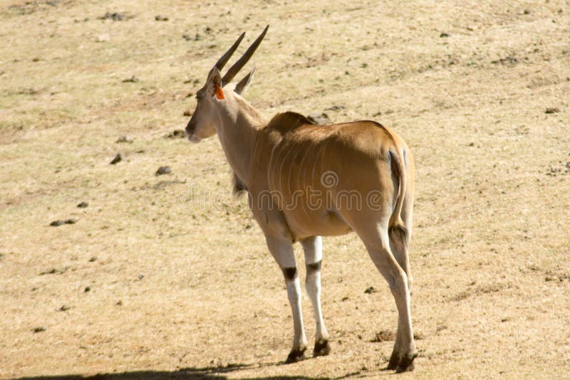 Single Wild Antelope in a Desert Stock Photo - Image of young, africa ...