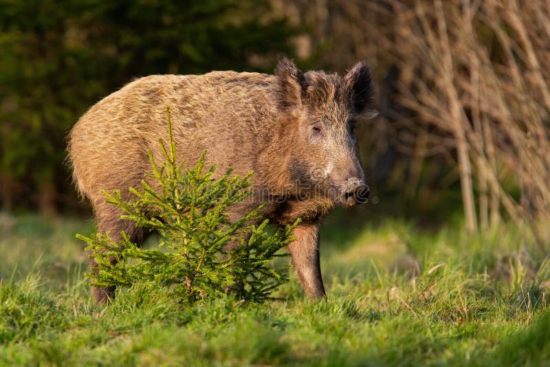 Single Wild Boar Standing Behind a Young Tree in Warm Evening Light ...