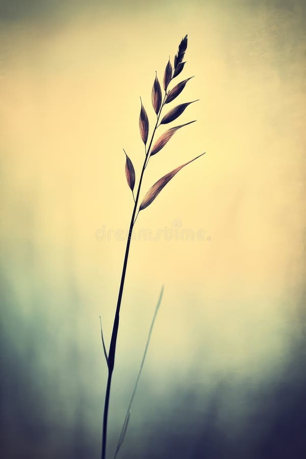 Single Wild Grass Stalk on a Teal and Yellow Gradient, Botanical ...