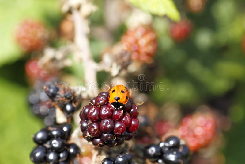 Single wild ladybird on stock image. Image of agriculture - 16896145