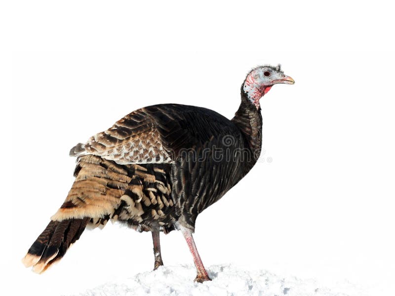 Single Wild Turkey Standing in the Snow Stock Photo - Image of winter ...