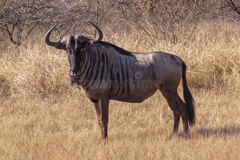 Single Wild Wildebeest on Dry Winter Grass and Bush Stock Image - Image ...