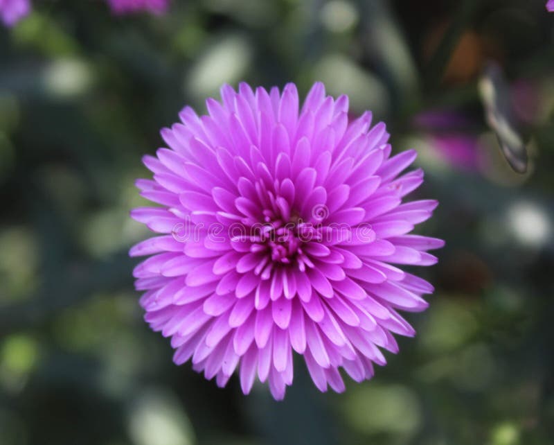 Single Wildflower are Bloom Stock Photo - Image of focusonforeground ...