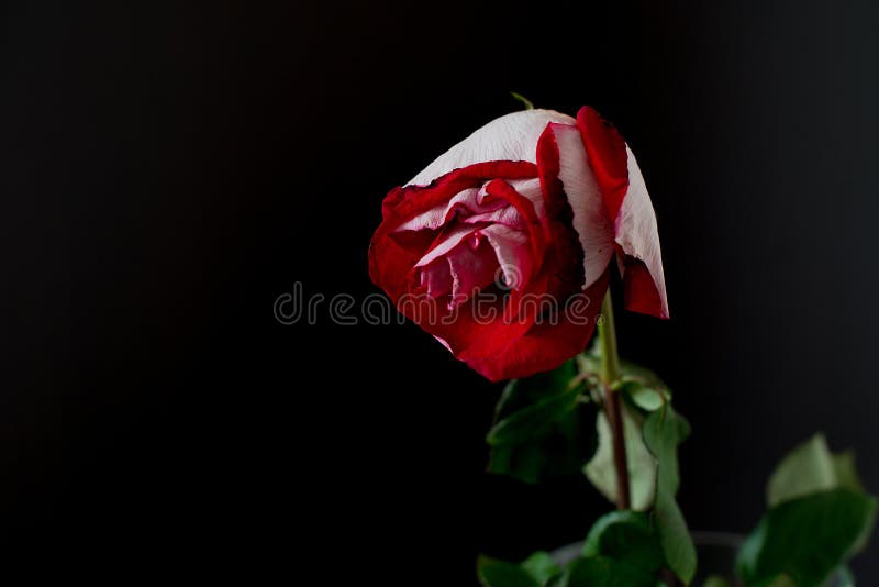 A Single Wilted Red Rose on a Dark Background Stock Photo - Image of ...
