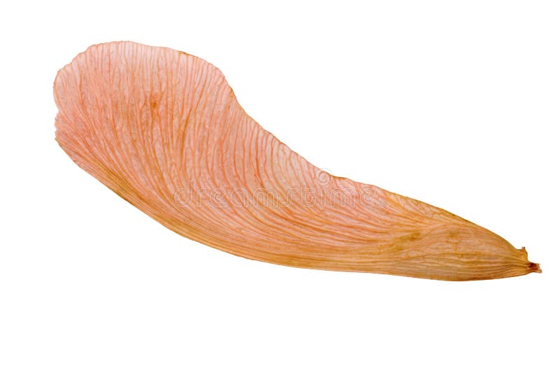 Maple Seed Texture Macro Closeup. Stock Photo - Image of seed, isolated ...