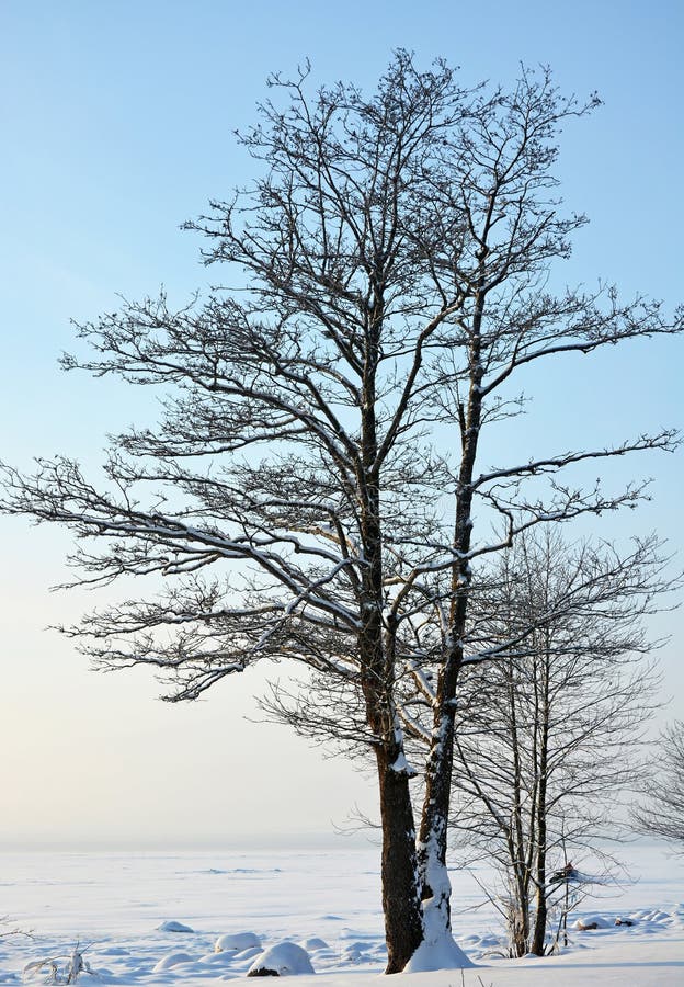 Single winter maple tree stock photo. Image of overhead - 66093032